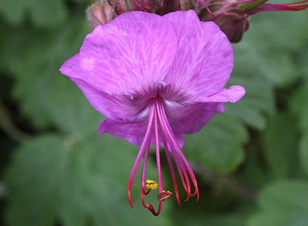 Perga - Kao hrana i kao lek - Sajt posvećen pergi - Perga.rs